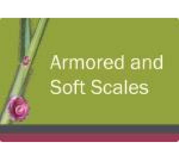 Armored and Soft-Scaled Insects | ISA Prod