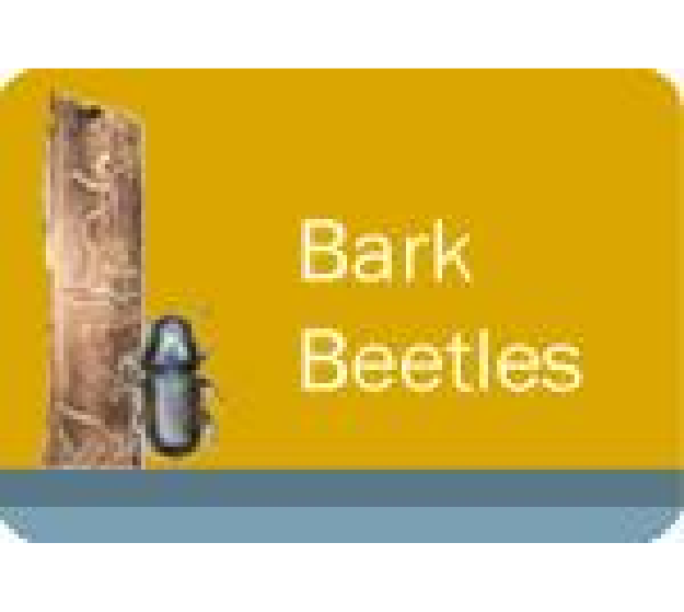 Bark Beetles | ISA Prod